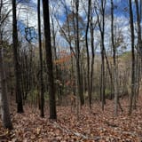 Stringers Ridge via Blue Trail, Tennessee - 1,820 Reviews, Map | AllTrails