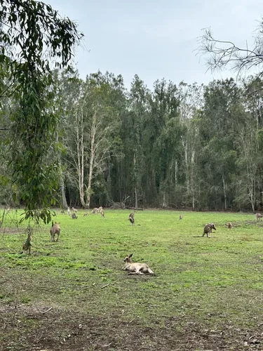 Best Hikes and Trails in Coombabah Lakelands Conservation Area | AllTrails