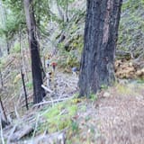 Duckabush River Trail to Five Mile Camp, Washington - 804 Reviews, Map ...