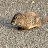 Sharps Ridge Loop Trail, Tennessee - 838 Reviews, Map | AllTrails