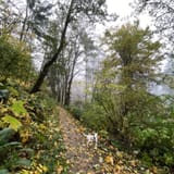 Forest Park Ridge Trail, Oregon - 1,175 Reviews, Map | AllTrails
