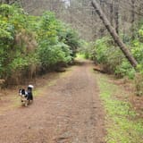 Riverhead Forest Loop Track, Auckland, New Zealand - 65 Reviews, Map ...