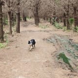 Riverhead Forest Loop Track, Auckland, New Zealand - 65 Reviews, Map ...