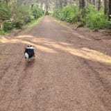 Riverhead Forest Loop Track, Auckland, New Zealand - 65 Reviews, Map ...