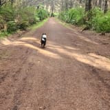 Riverhead Forest Loop Track, Auckland, New Zealand - 65 Reviews, Map ...