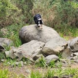 Riverhead Forest Loop Track, Auckland, New Zealand - 65 Reviews, Map ...