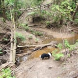 Riverhead Forest Loop Track, Auckland, New Zealand - 65 Reviews, Map ...