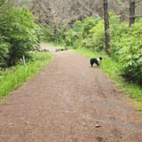 Riverhead Forest Loop Track, Auckland, New Zealand - 65 Reviews, Map ...