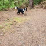 Riverhead Forest Loop Track, Auckland, New Zealand - 65 Reviews, Map ...