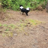 Riverhead Forest Loop Track, Auckland, New Zealand - 65 Reviews, Map ...