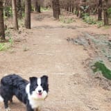 Riverhead Forest Loop Track, Auckland, New Zealand - 65 Reviews, Map ...