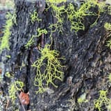 Seton Lake Lookout, British Columbia, Canada - 362 Reviews, Map | AllTrails