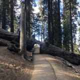 Circle Meadow Loop via Congress and General Sherman Tree Trail ...