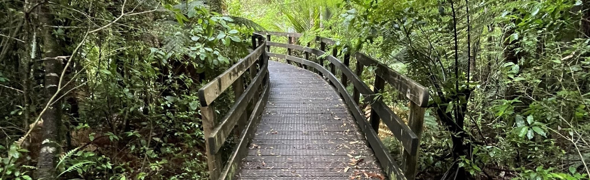 Nikau Walk and Kaniwhaniwha Cave, Waikato, New Zealand - 173 Reviews ...