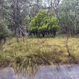 Cardinia Aqueduct Trail, Victoria, Australia - 274 Reviews, Map | AllTrails