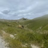 Rapaki Track, Canterbury, New Zealand - 557 Reviews, Map | AllTrails