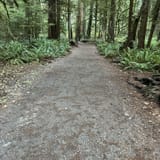 Barnes Creek Trail, Washington - 114 Reviews, Map | AllTrails