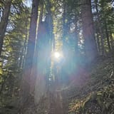 Larch Mountain Trail, Oregon - 719 Reviews, Map | AllTrails
