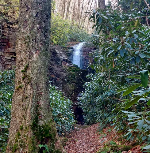 2023 Best Bird Watching Trails in Unaka Mountain Wilderness | AllTrails