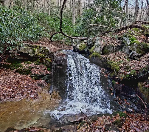 2023 Best Bird Watching Trails in Unaka Mountain Wilderness | AllTrails