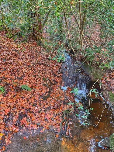 Best Hikes and Trails in Ashdown Forest | AllTrails