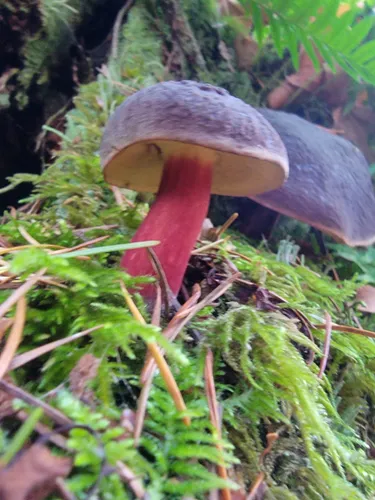 Best Hikes and Trails in Cooks Butte Park | AllTrails