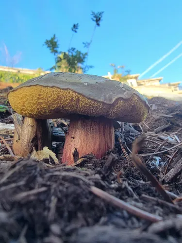 Best Hikes and Trails in Cooks Butte Park | AllTrails