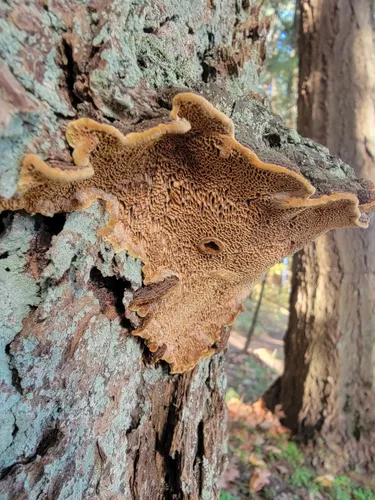 Best Hikes and Trails in Cooks Butte Park | AllTrails