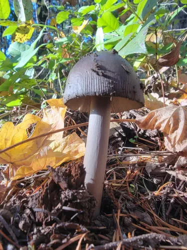 Best Hikes and Trails in Cooks Butte Park | AllTrails