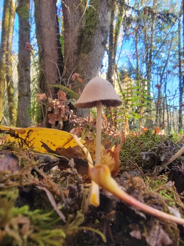 Best Hikes and Trails in Cooks Butte Park | AllTrails