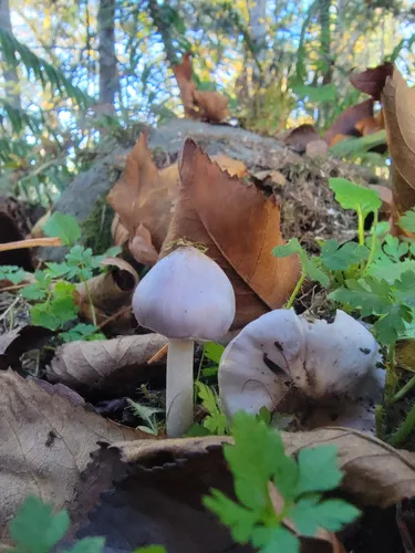 Best Hikes and Trails in Cooks Butte Park | AllTrails