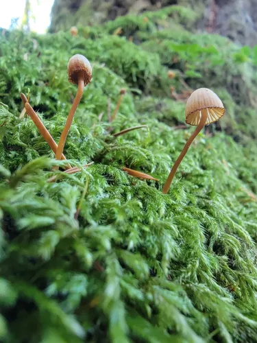 Best Hikes and Trails in Cooks Butte Park | AllTrails