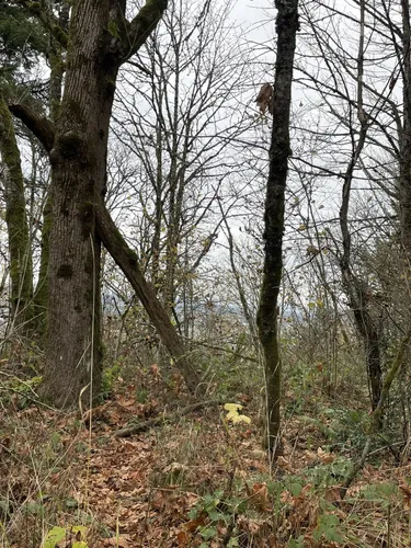 Best Hikes and Trails in Kelly Butte Natural Area | AllTrails