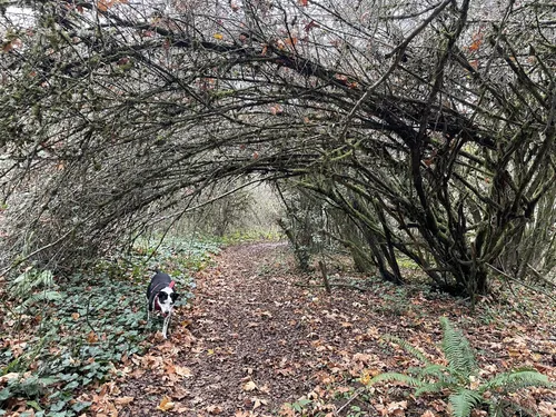 Best Hikes and Trails in Kelly Butte Natural Area | AllTrails