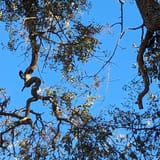 Redtail Loop to Arastradero Creek Loop, California - 1,857 Reviews, Map ...