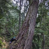 Pyramid Mountain Trail, Washington - 539 Reviews, Map | AllTrails