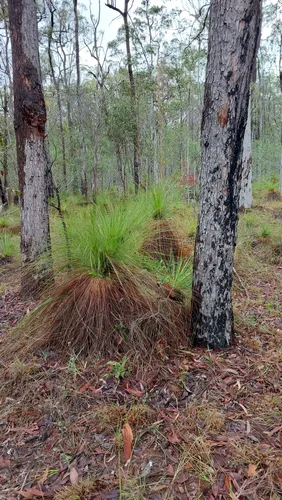 Best Hikes and Trails in Brooyar State Forest | AllTrails