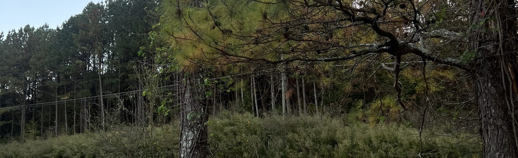 Panola Mountain Archery Trail, Georgia - 26 Reviews, Map | AllTrails