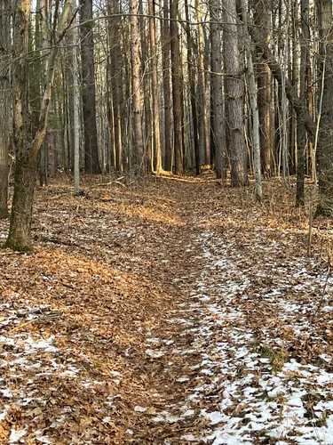 Best Hikes and Trails in Rose Lake State Wildlife Area | AllTrails