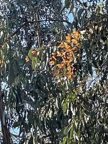 Best Hikes and Trails in Ardenwood Regional Preserve | AllTrails