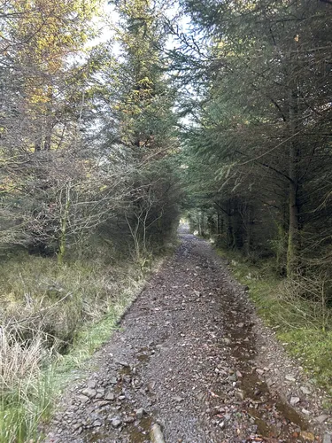 Best Hikes and Trails in Crynant Community Forest | AllTrails