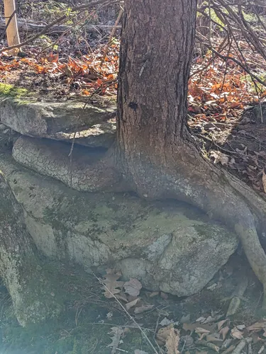 Best Hikes and Trails in Russell-Abbott State Forest | AllTrails