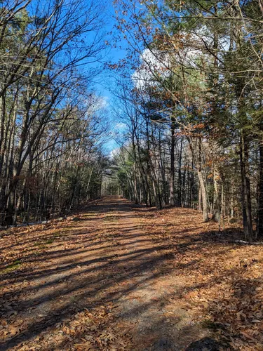 Best Hikes and Trails in Russell-Abbott State Forest | AllTrails