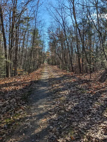 Best Hikes and Trails in Russell-Abbott State Forest | AllTrails