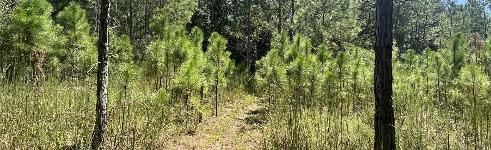 Green Swamp West Loop, Florida - 166 Reviews, Map | AllTrails