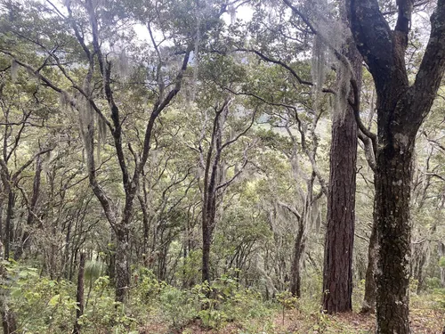 Los 10 mejores senderos por bosque en Oaxaca | AllTrails
