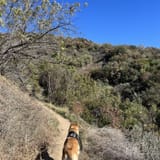 Towsley Canyon Loop Trail, California - 3,758 Reviews, Map | AllTrails