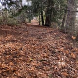 North Creek Trail, Washington - 557 Reviews, Map | AllTrails