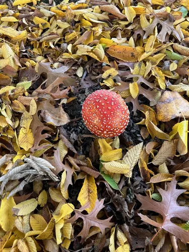 Best Hikes and Trails in Shillapoo Wildlife Recreation Area | AllTrails