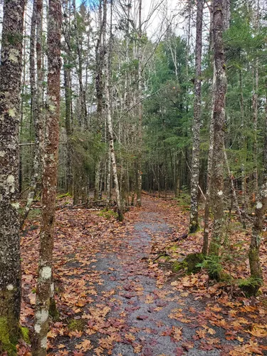 2023 Best Forest Trails in Nine Mile River | AllTrails